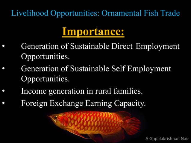 Agribusiness 360: Ornamental Fish Trade | PDF