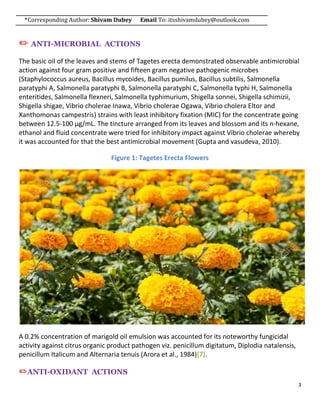 Tagetes Erecta Linn (Sunflower) Concise Review | PDF