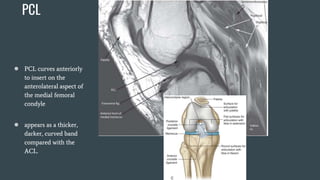 mri in orthopaedics its importance and understanding | PPT