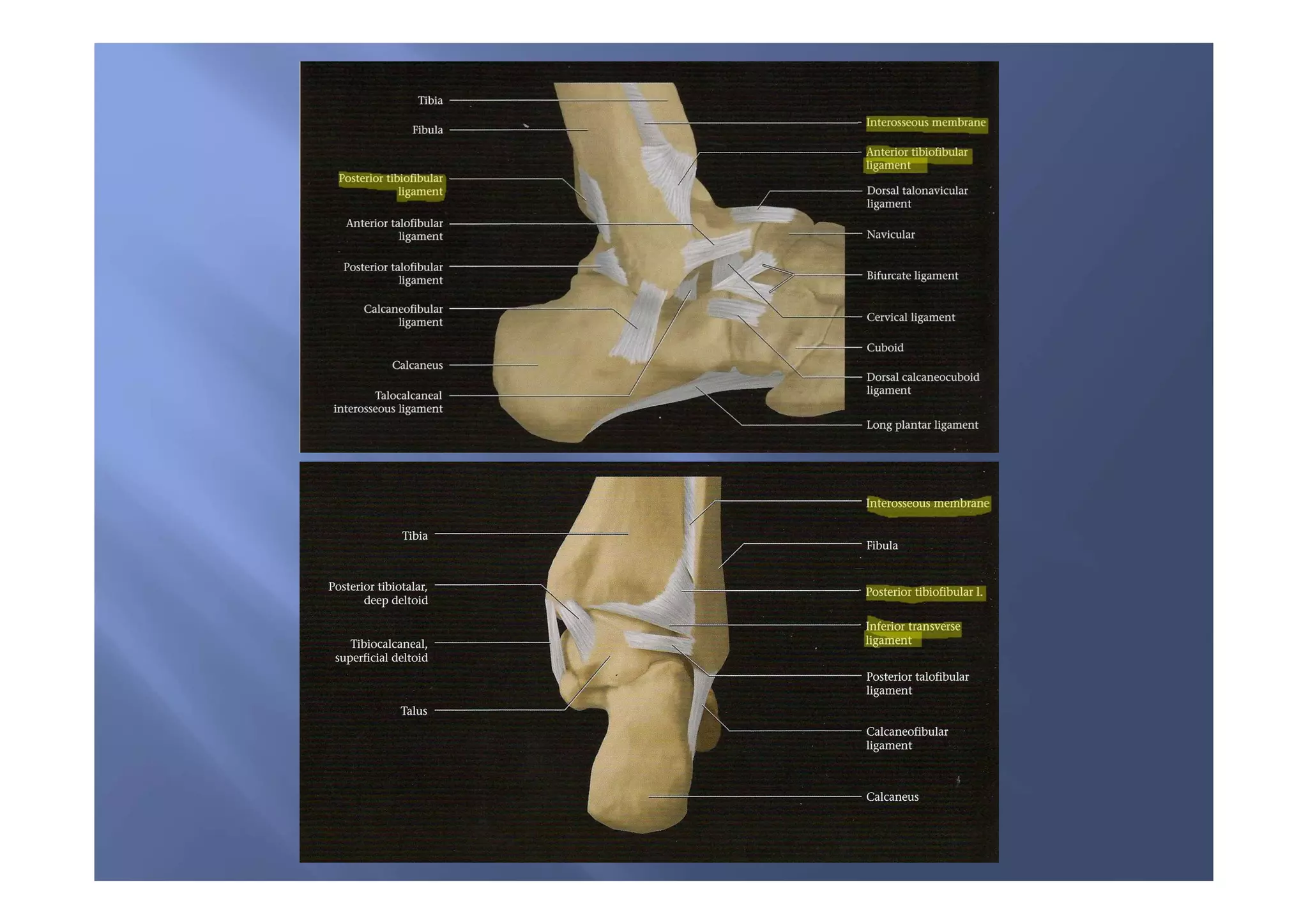 Mri anatomy of ankle | PDF