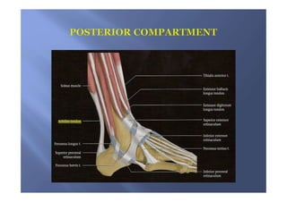 Mri anatomy of ankle | PDF