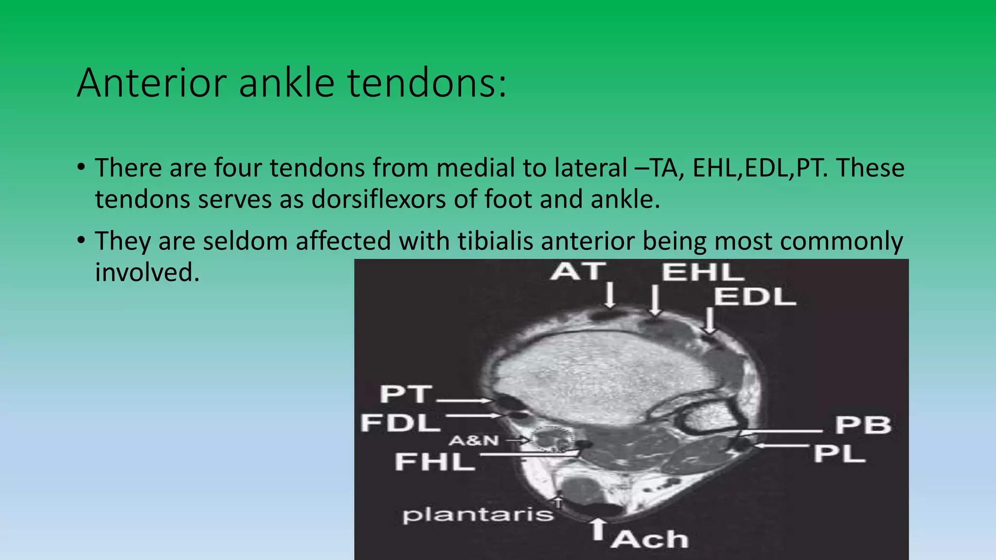 Mri anatomy of ankle radiology ppt pk | PPTX