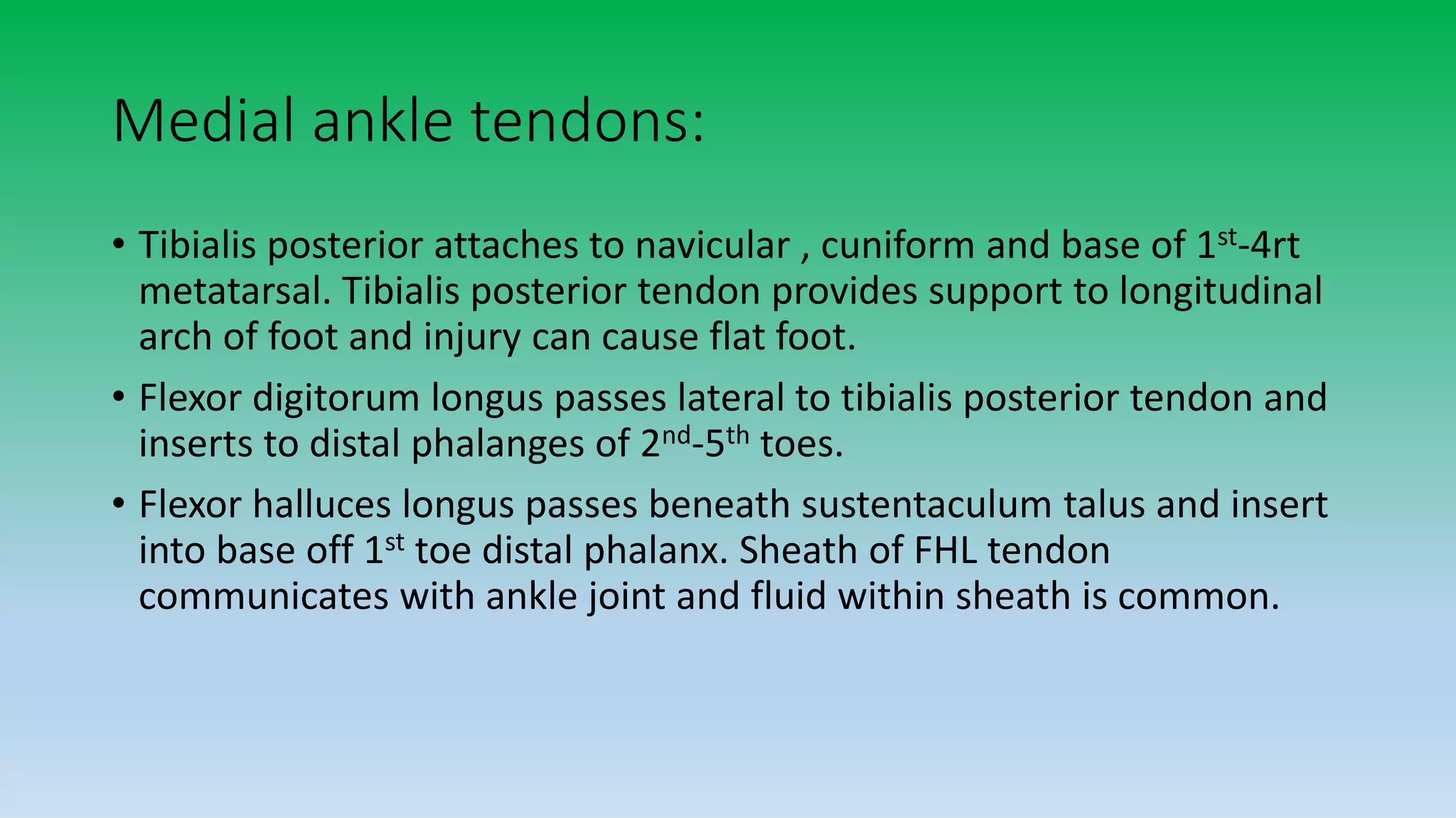 Mri anatomy of ankle radiology ppt pk | PPTX