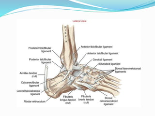 MRI- ankle techniques | PPTX