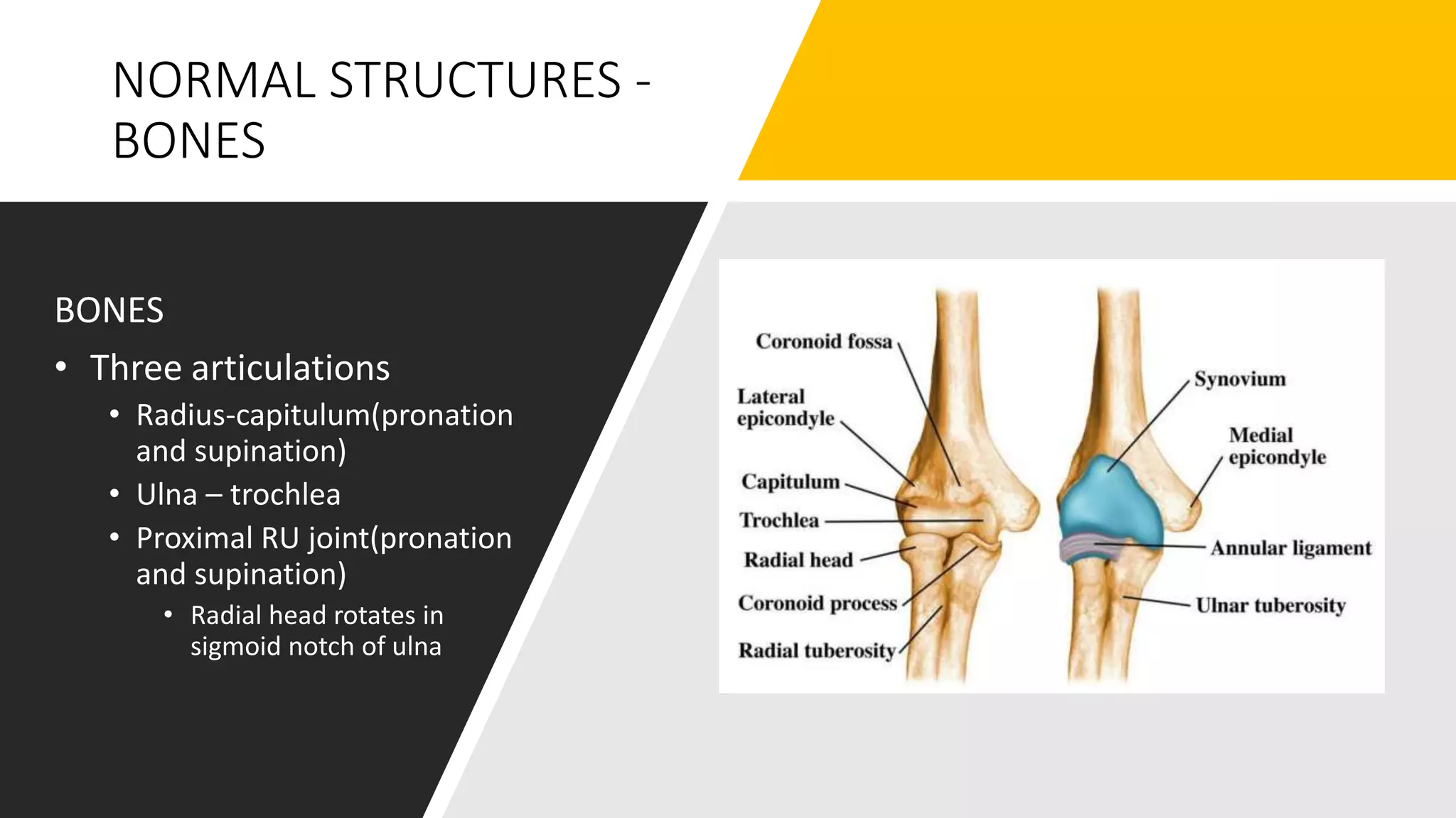MR ANATOMY OF WRIST AND ELBOW RV | PPTX