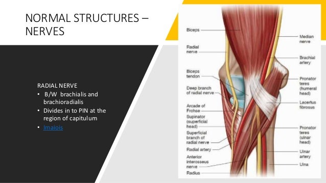 Lacertus Fibrosus Biceps