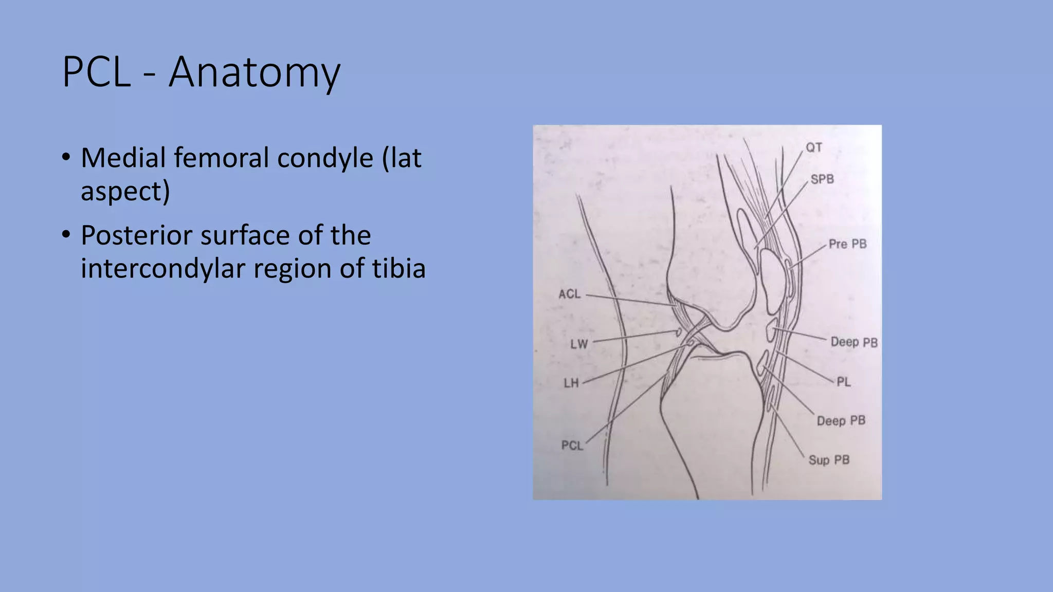 Mri knee and ankle anatomy presentation pk1 | PPTX