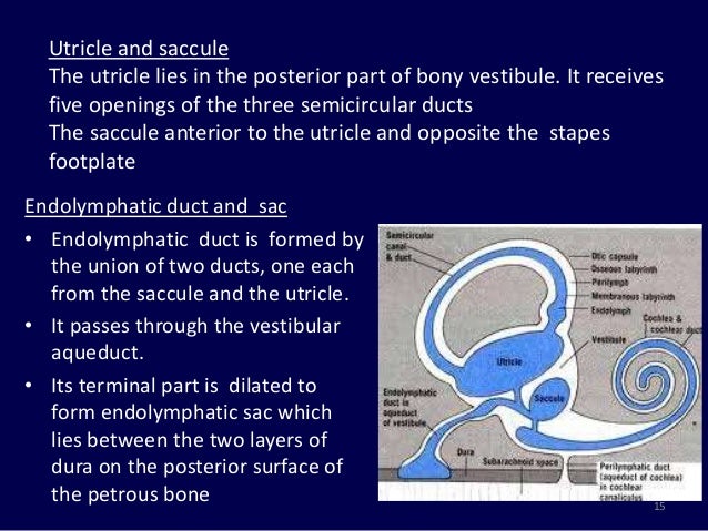 Magnetic Resonance Imaging Of Inner Ear
