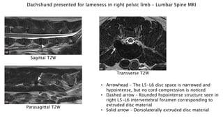 MRI of Spinal Cord.pptx MRI of Spinal Cord.pptx Veterinary medicine ...