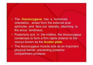 Mri pelvic floor | PDF