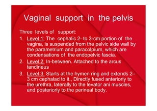 Mri pelvic floor | PDF