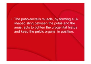 Mri pelvic floor | PDF