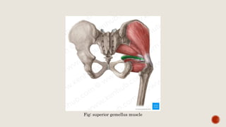 MRI procedure of pelvis and hip suman duwal | PPTX