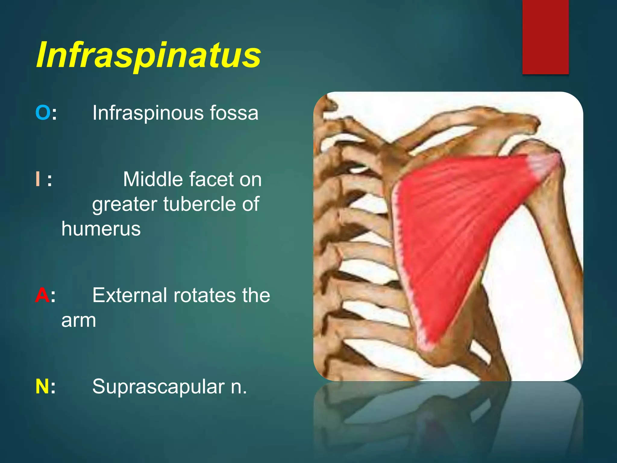 MRI of the shoulder | PPTX