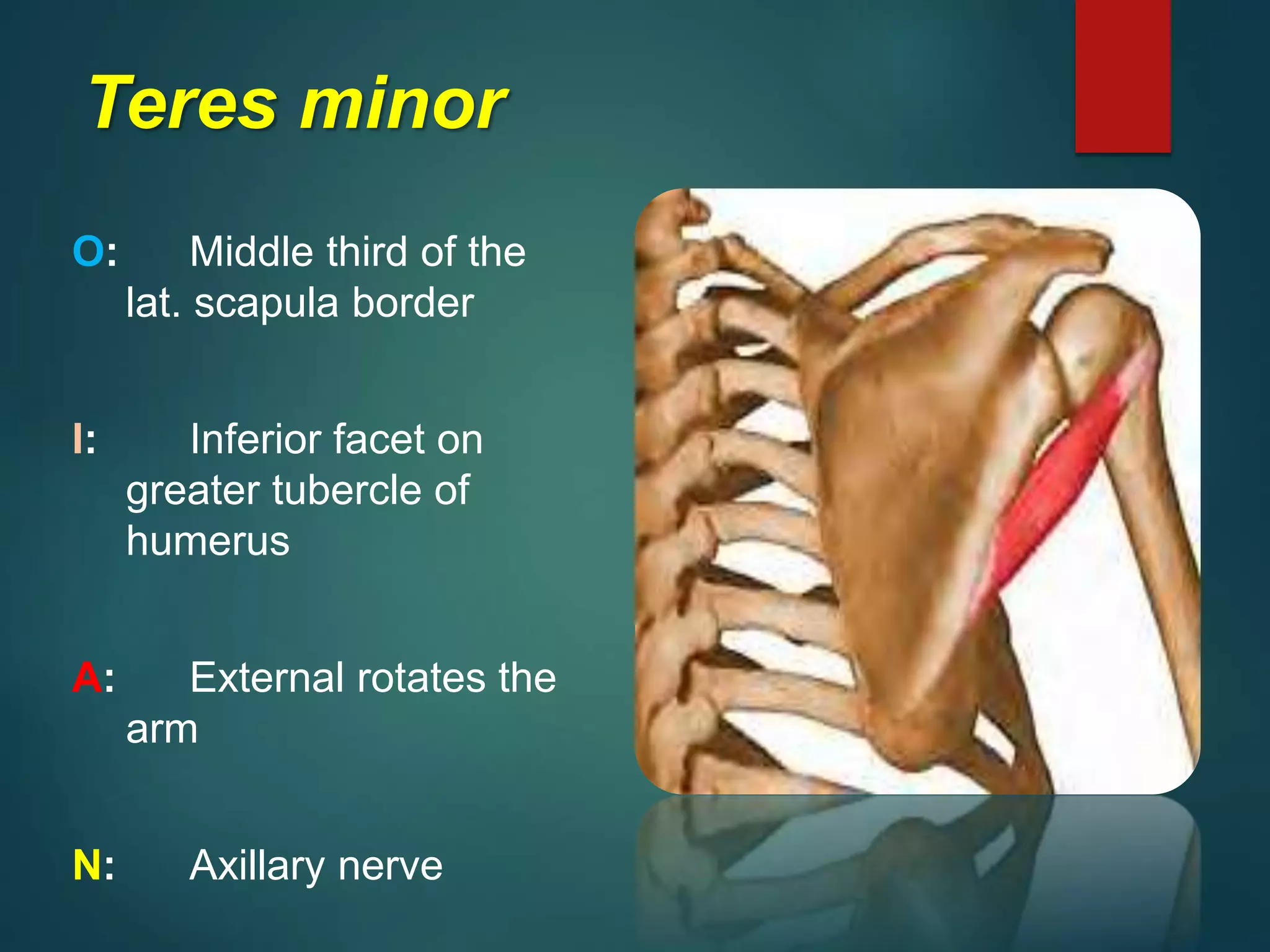 MRI of the shoulder | PPTX