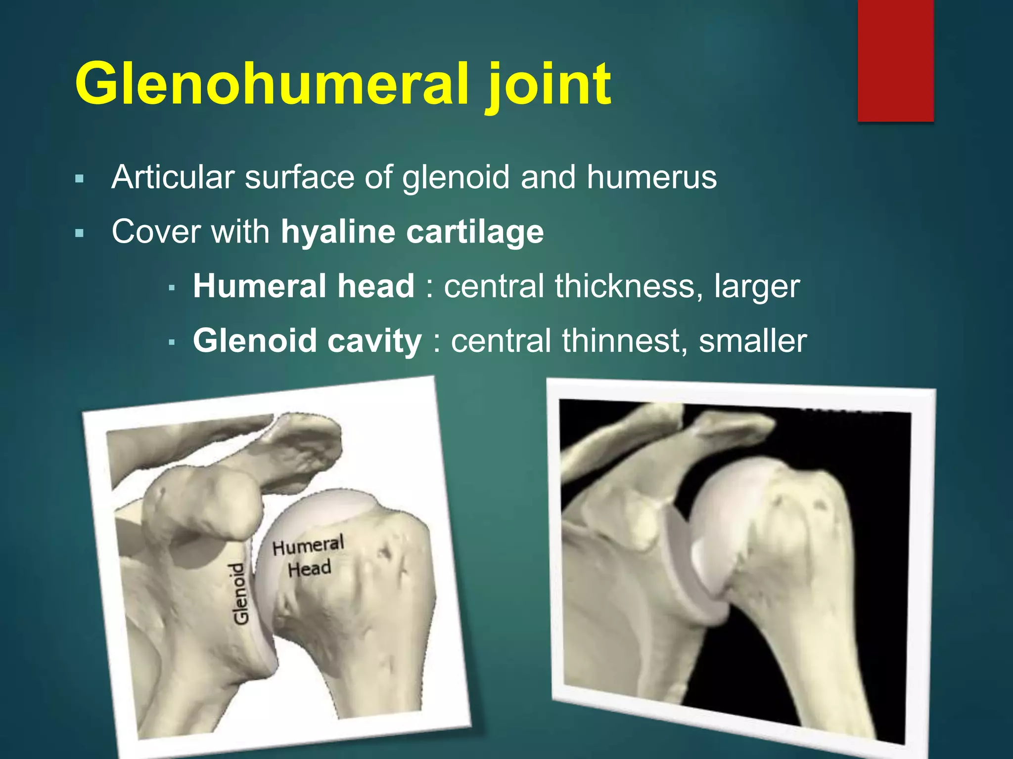 MRI of the shoulder | PPTX