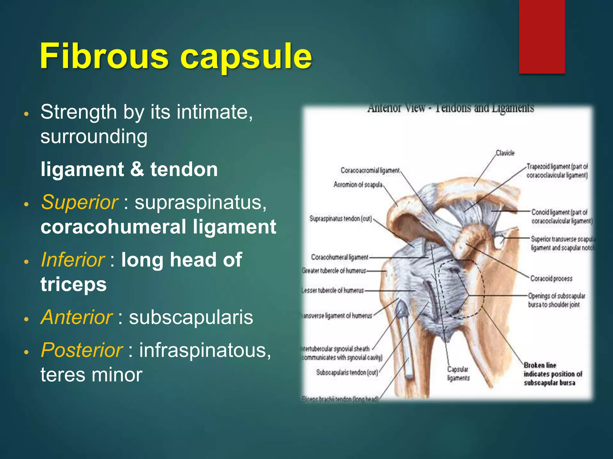 MRI of the shoulder | PPTX
