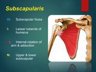 MRI of the shoulder | PPTX