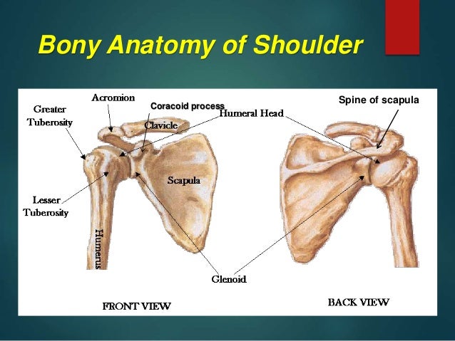 MRI of the shoulder