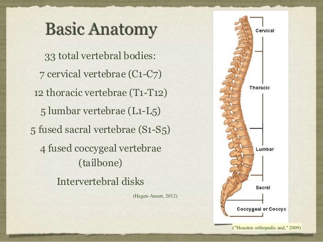 MRI and X-Ray of the Neonate Spine