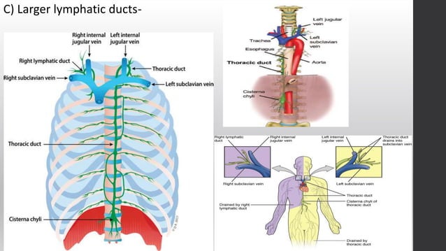 Intranodal magnetic resonance lymphangiography | PPTX