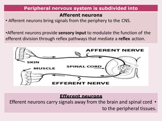 Autonomic nervous system | PPT