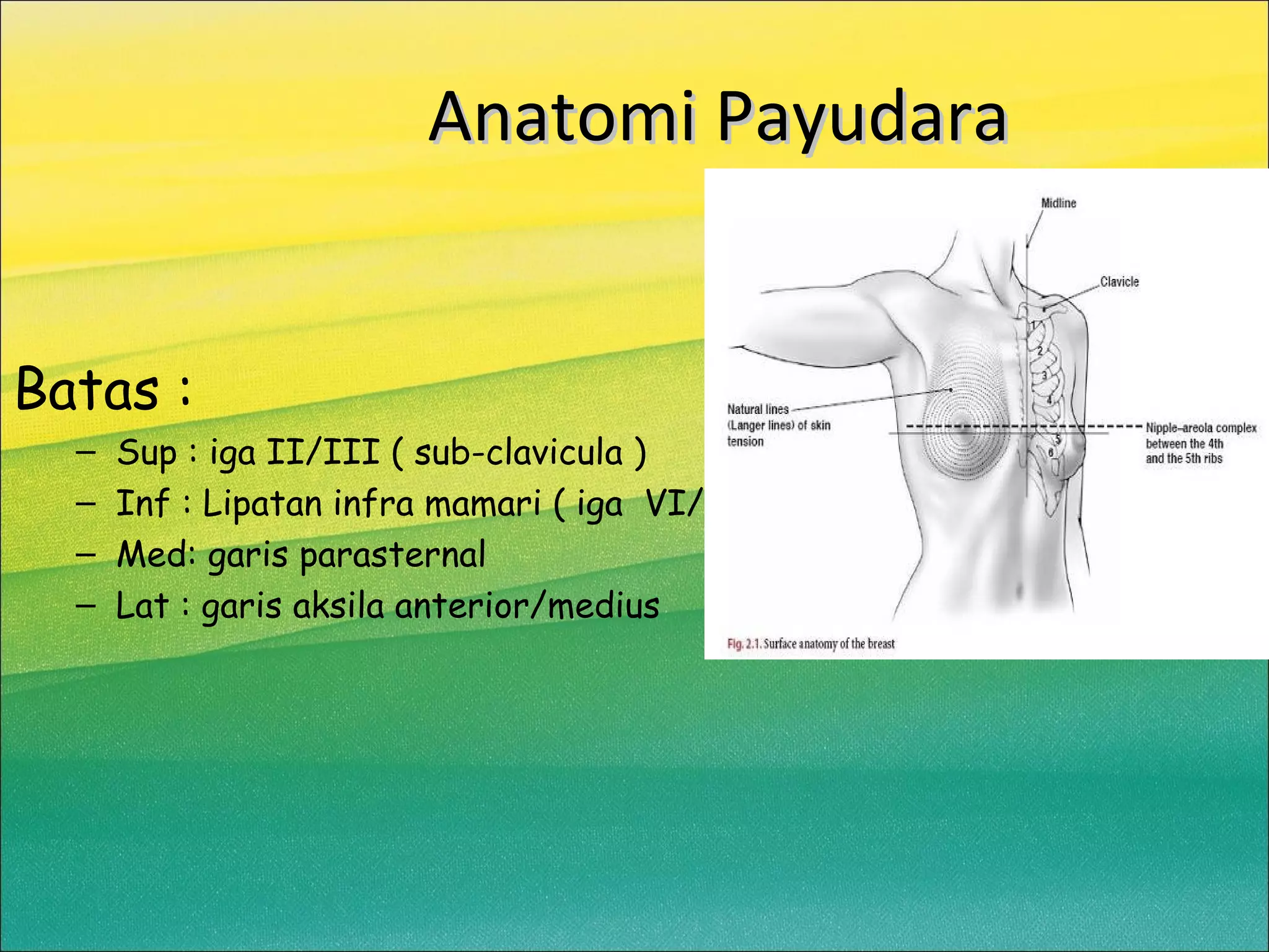 Modified Radical Mastectomy MRM aai | PPT