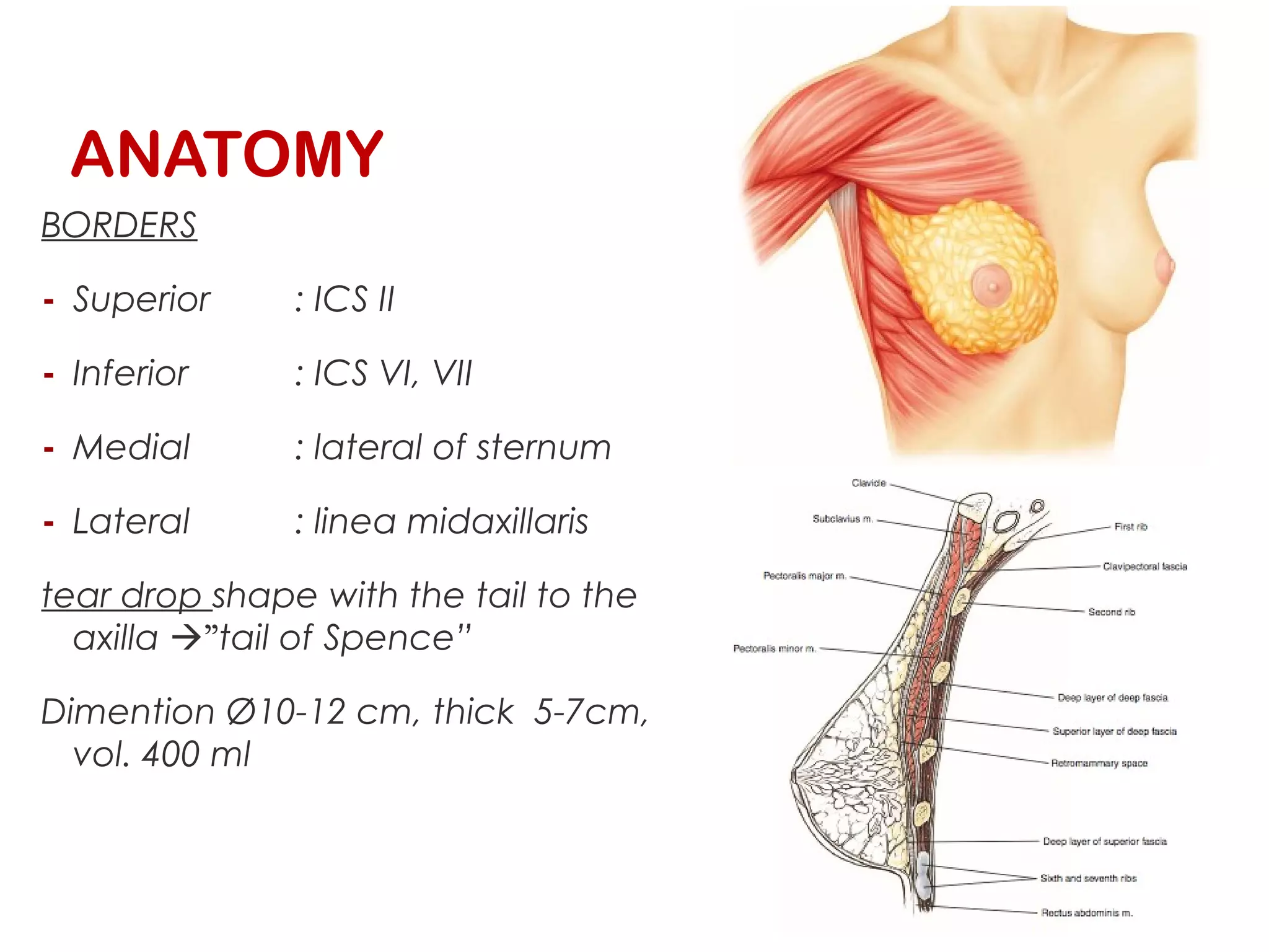 Modified Radical Mastectomy (Optek) | PPT