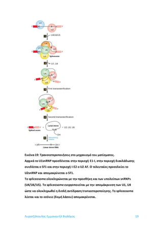 ωρίμανση του M rna | DOCX