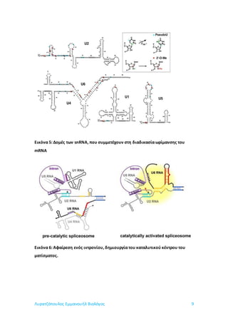ωρίμανση του M rna | DOCX