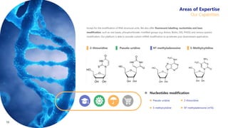 Nucleotides Modification | PPT