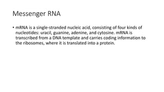 mrna and mirna (1).pptx