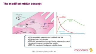 VEGF-A modified mRNA in diabetic wound healing and future treatment ...
