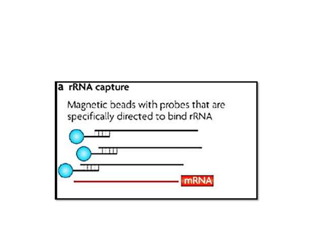 Messenger RNA (mRNA) enrichment | PPTX | Chemistry | Science