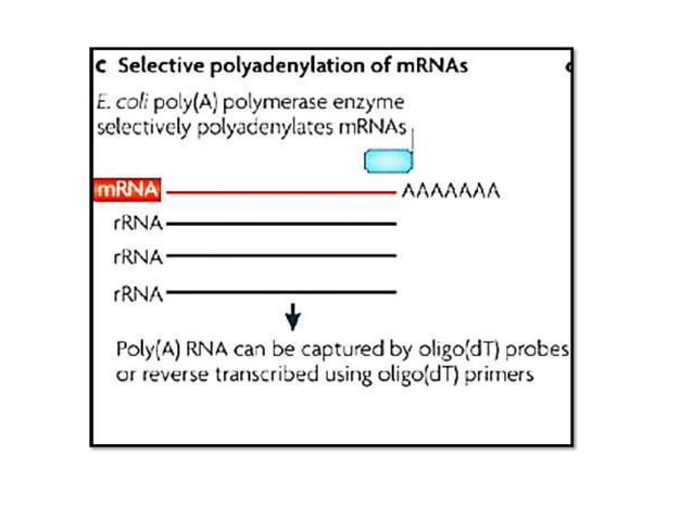 Messenger RNA (mRNA) enrichment | PPTX | Chemistry | Science