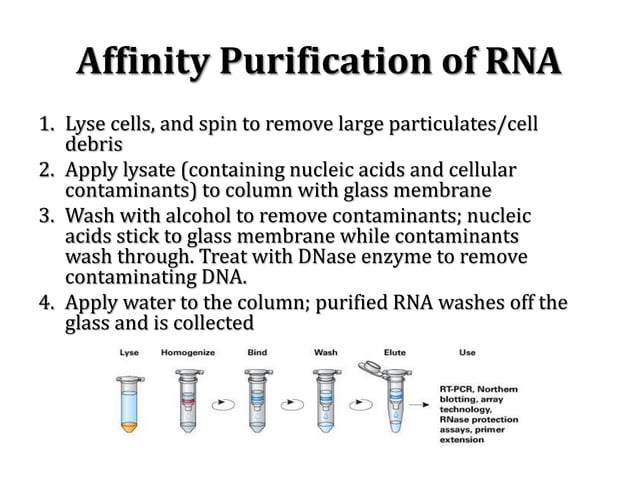Messenger RNA (mRNA) enrichment | PPTX | Chemistry | Science