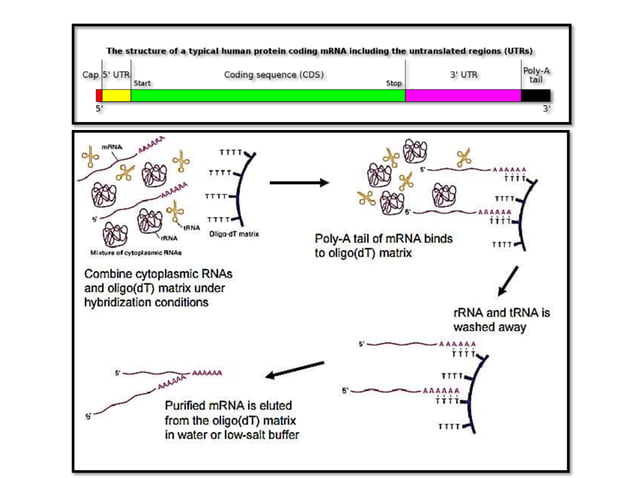 Messenger RNA (mRNA) enrichment | PPTX | Chemistry | Science