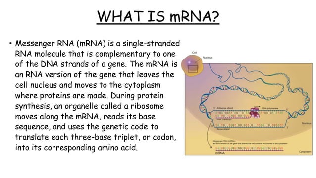 mRNA Isolation | PPTX