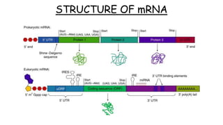 mRNA Isolation | PPTX