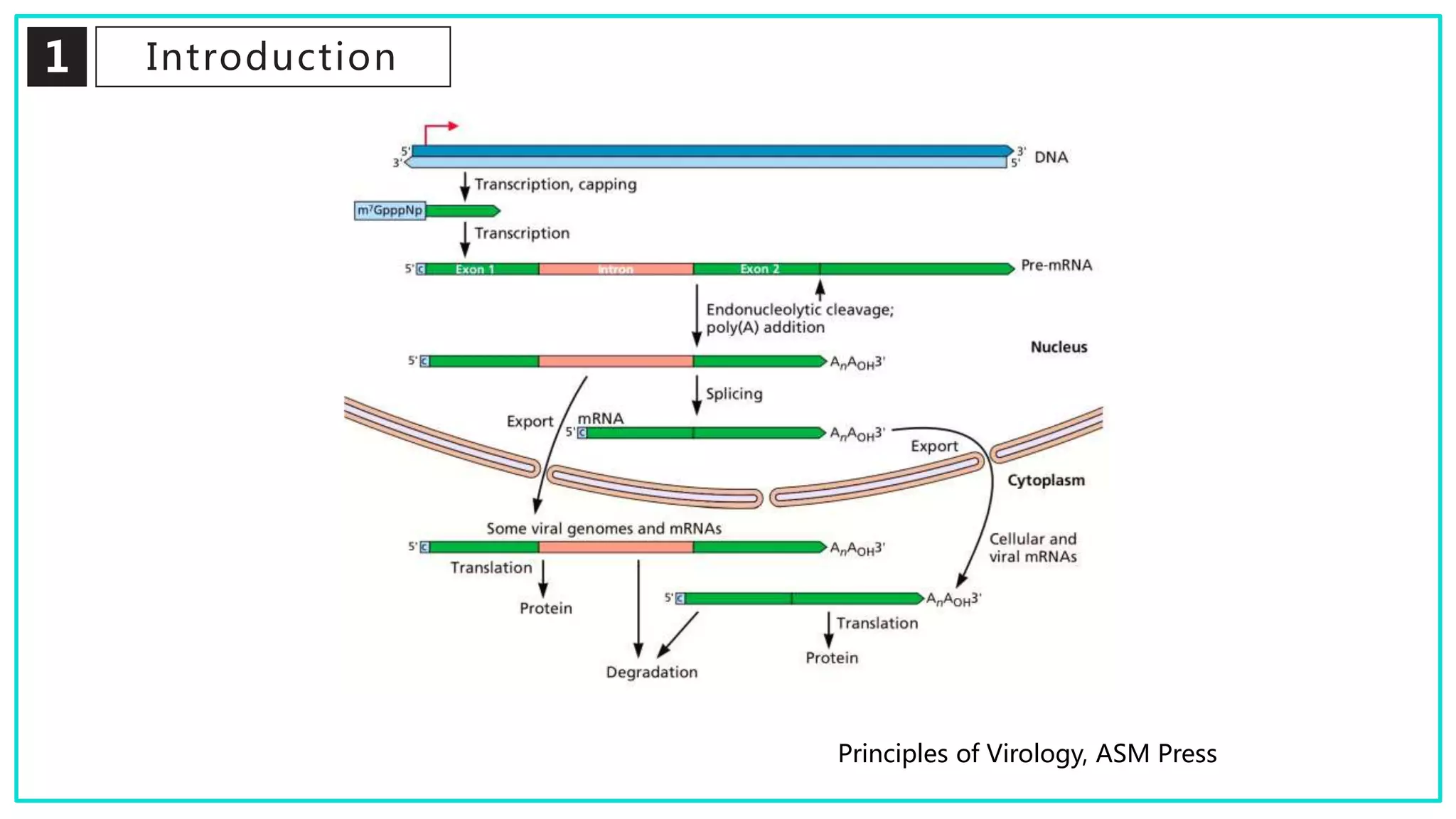 mRNA processing | PPTX