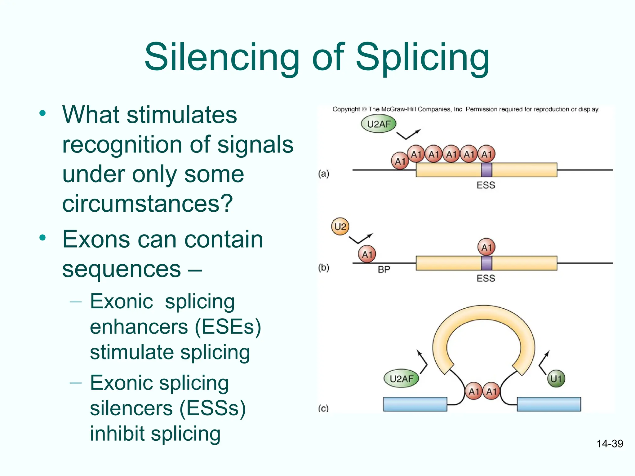 mRNA processing Lecture Note Presentation.ppt