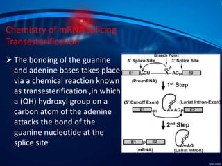 mRNA This splicing | PPTX | Biological Sciences | Science