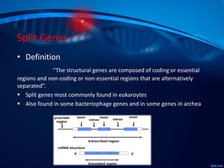 mRNA This splicing | PPTX
