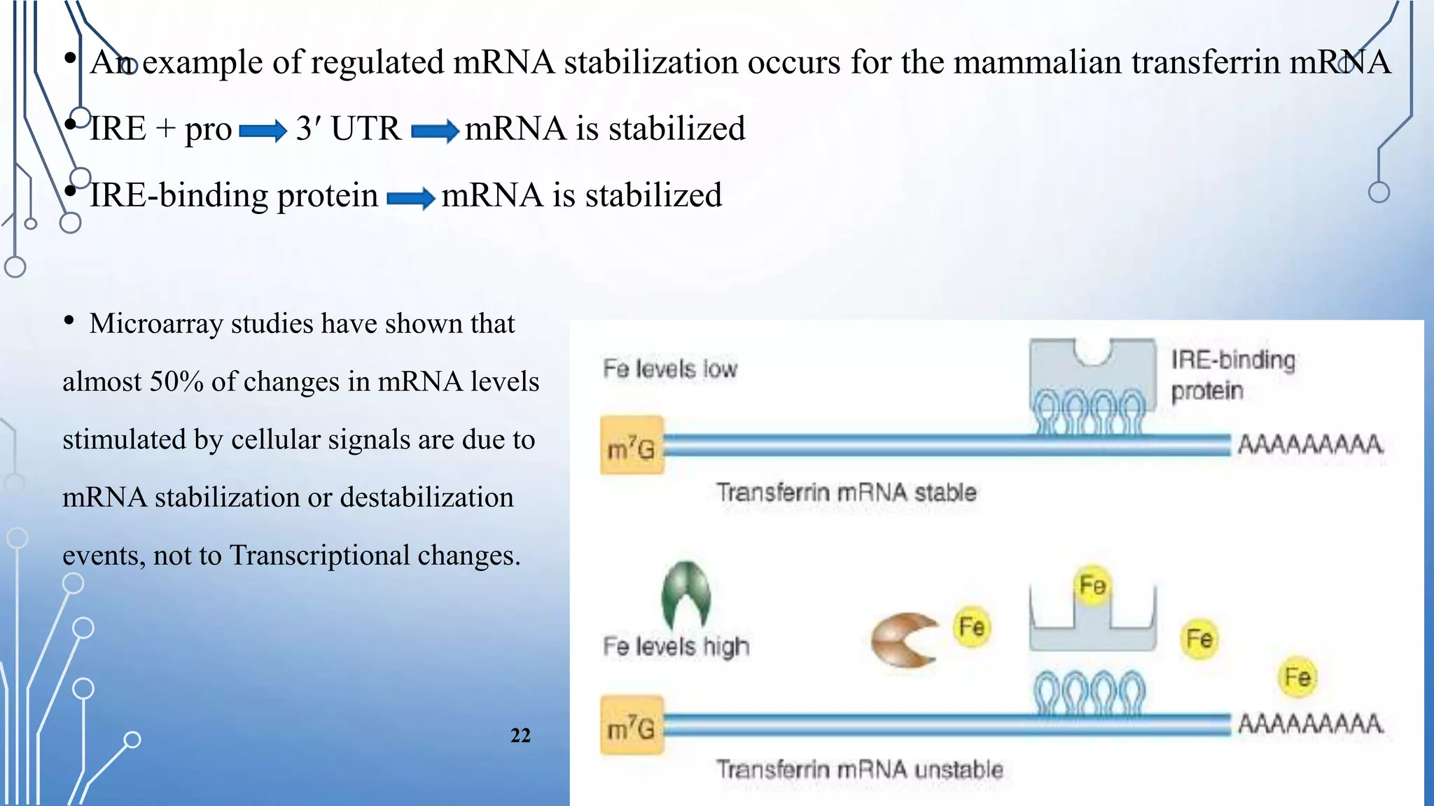 mRNA stability and localization | PPTX