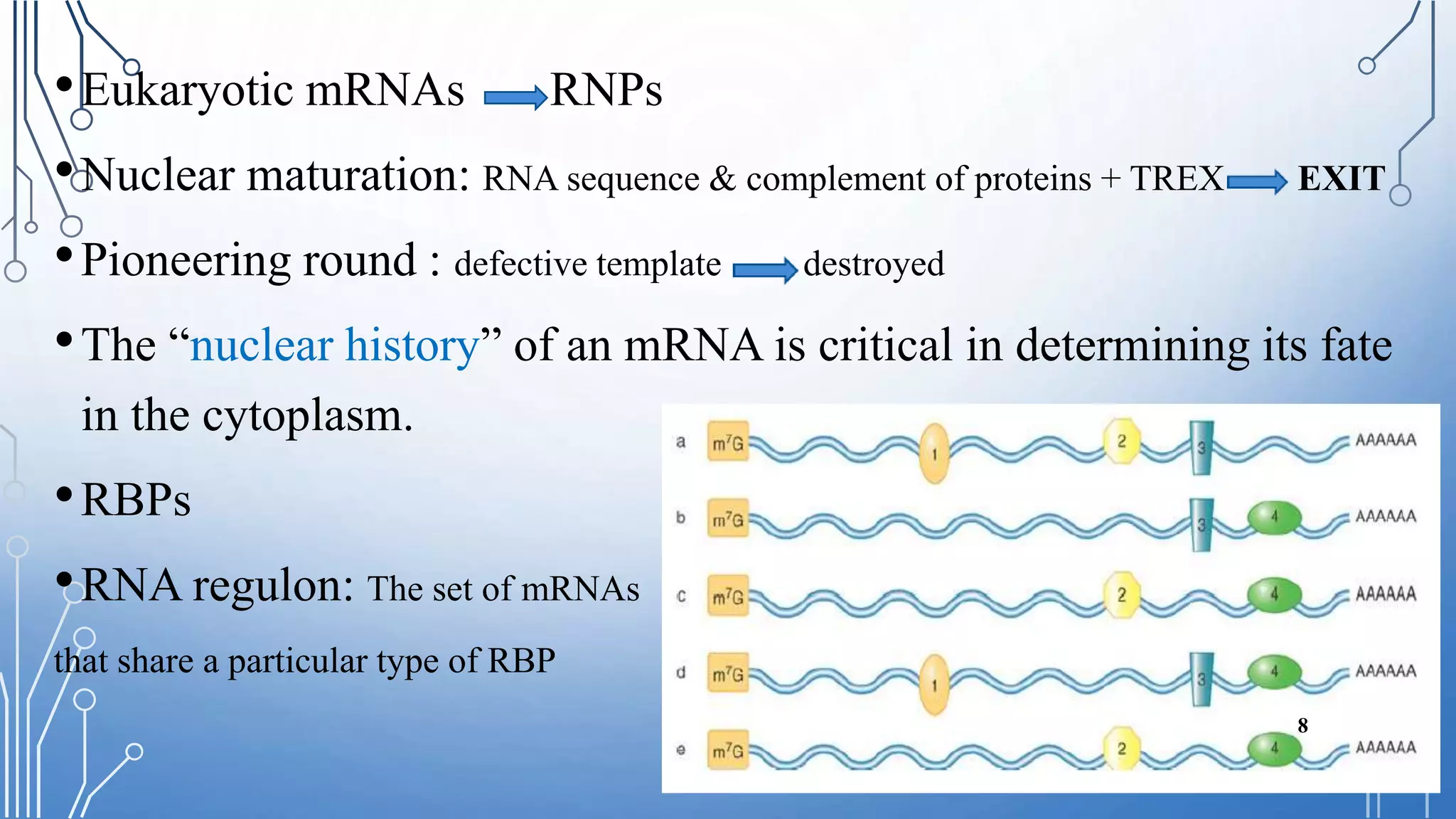 mRNA stability and localization | PPTX