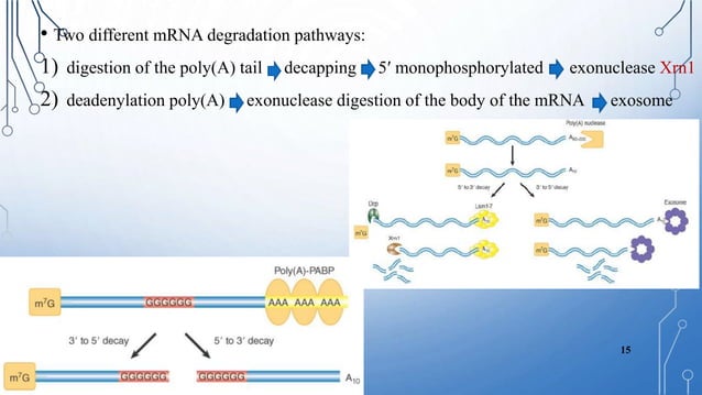 mRNA stability and localization | PPTX | Programming Languages | Computing