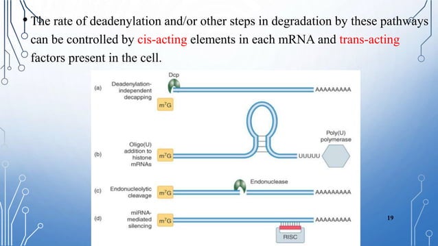 mRNA stability and localization | PPTX | Programming Languages | Computing