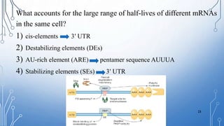 mRNA stability and localization | PPTX