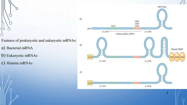 mRNA stability and localization | PPTX | Programming Languages | Computing