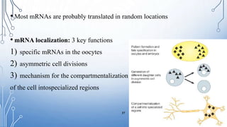 mRNA stability and localization | PPTX